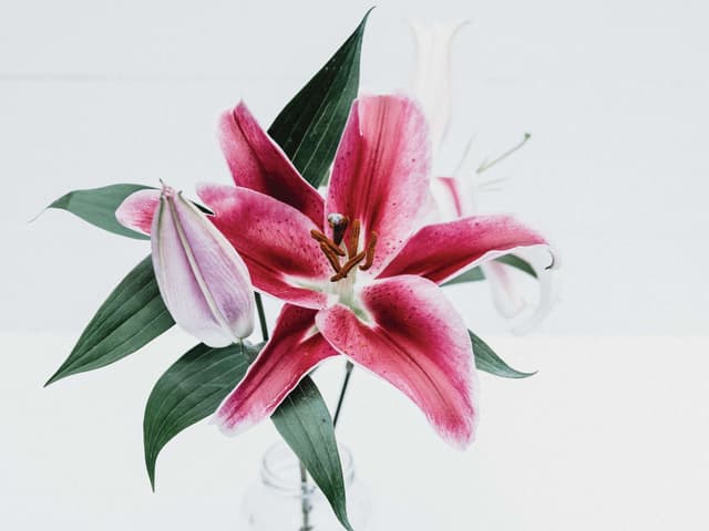 Online Flower Delivery | Same Day Delivery | French Florist